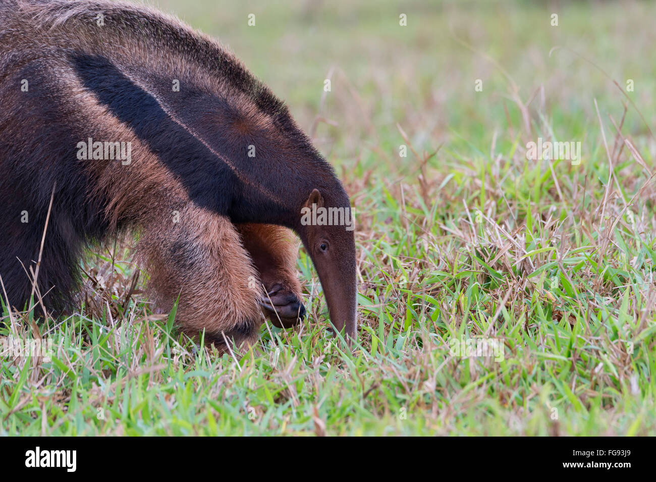 Giant Anteater (Myrmecophaga tridactyla) foraging and feeding in ...