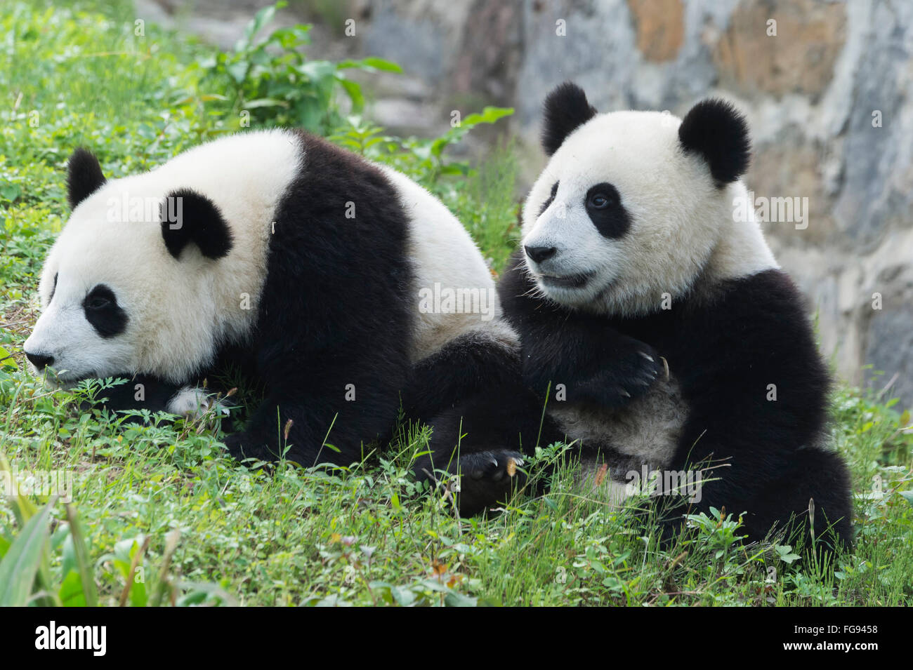 Two years aged young giant Pandas , China Conservation and Research ...