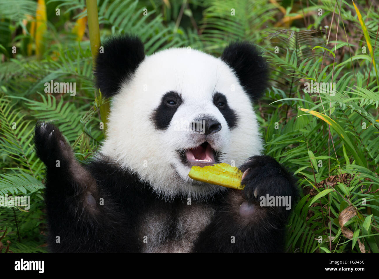 Juvenile giant panda hi-res stock photography and images - Alamy