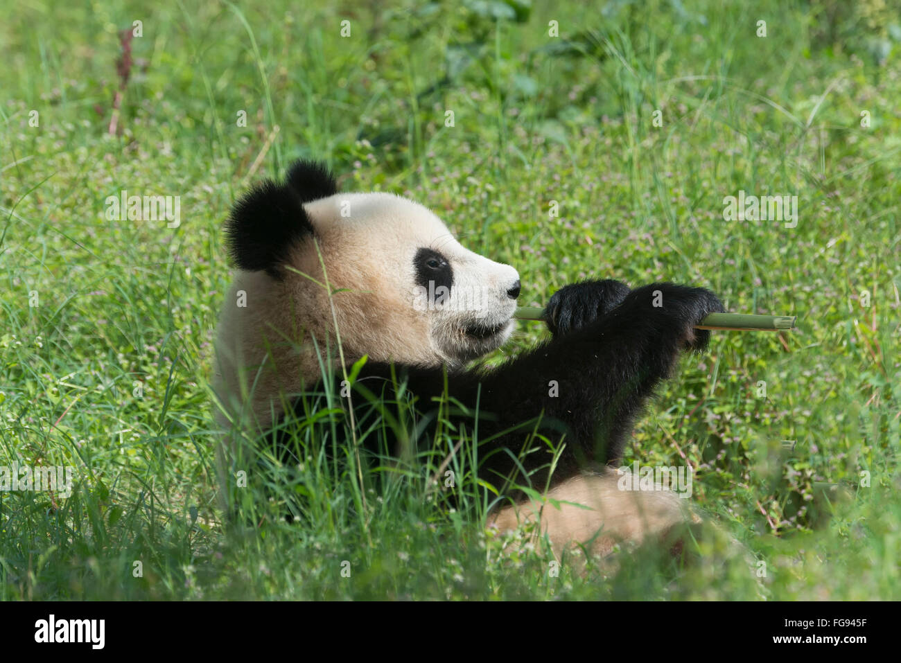 Two years aged young Giant Panda , China Conservation and Research ...