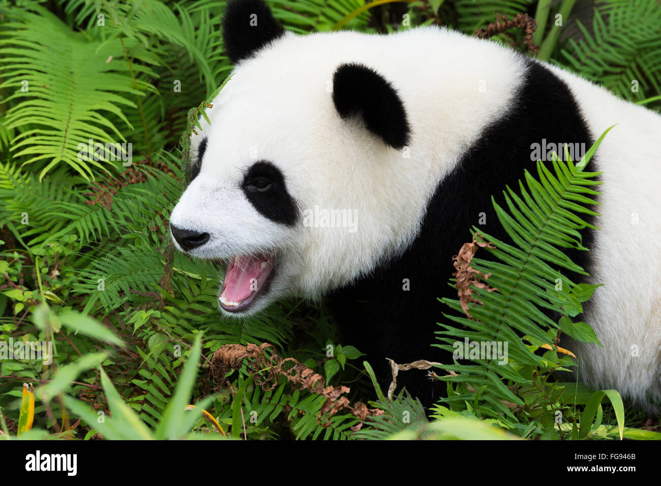 Two years aged young Giant Panda , China Conservation and Research ...
