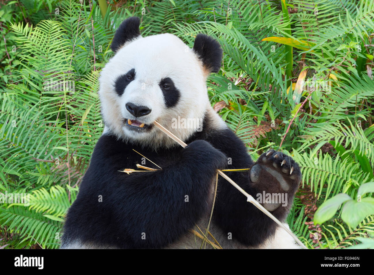 Adult Giant Panda (Ailuropoda melanoleuca), China Conservation and ...