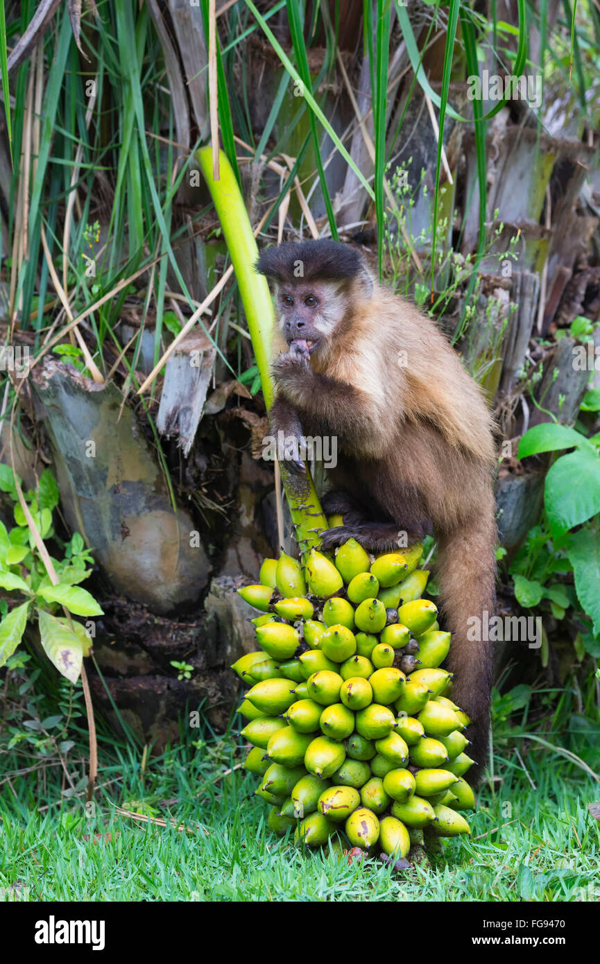 Tufted capuchin, also known as brown capuchin, black-capped capuchin ...