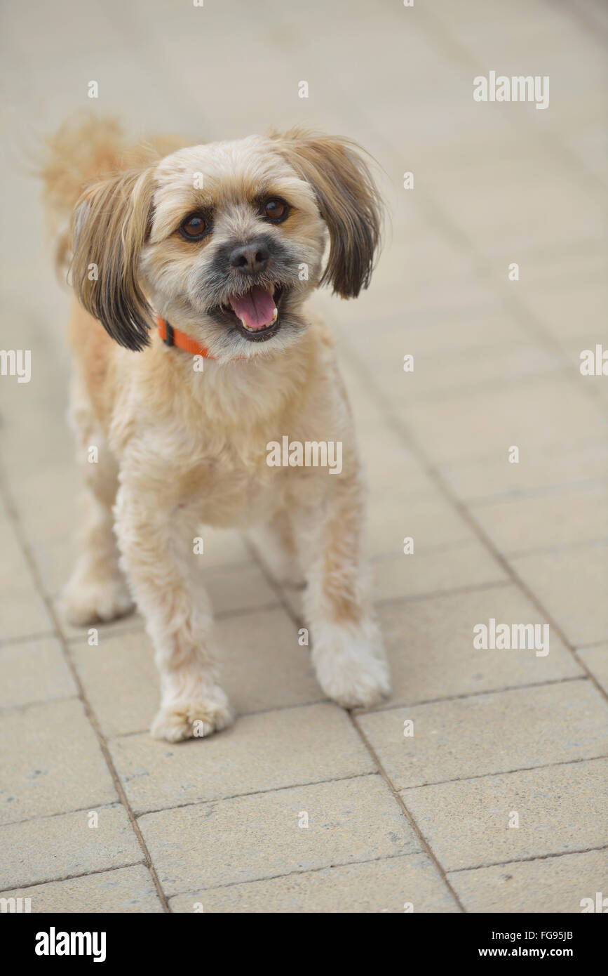 little cute dog Stock Photo - Alamy