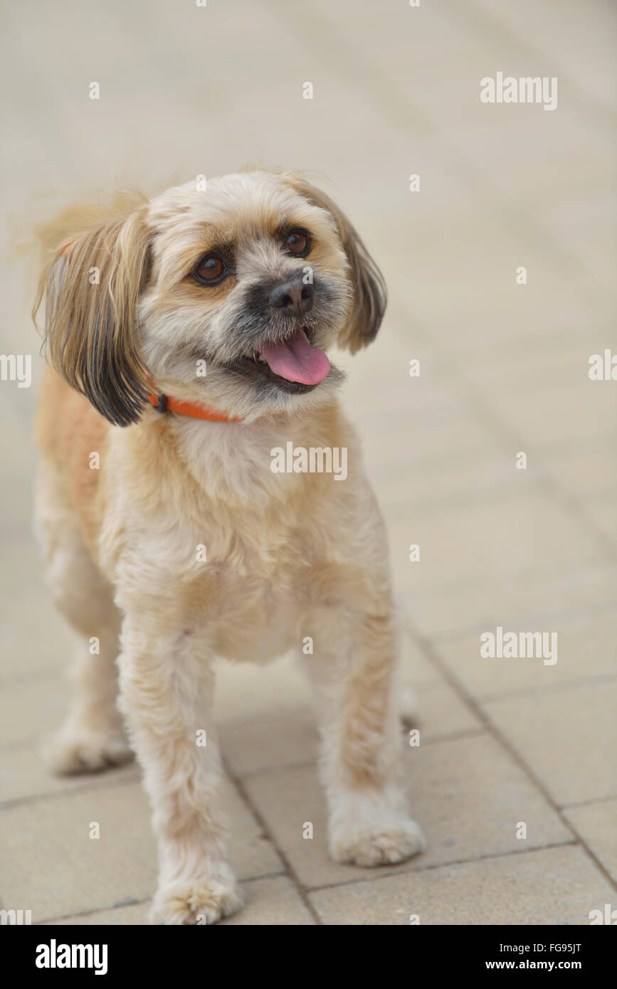 little cute dog Stock Photo - Alamy