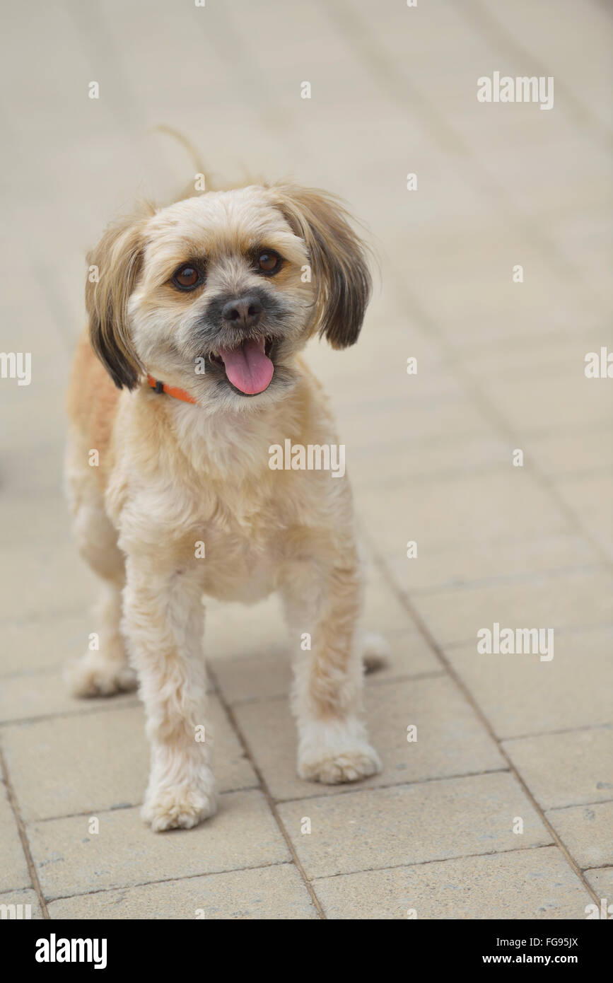 Dog sitting perfectly hi-res stock photography and images - Alamy