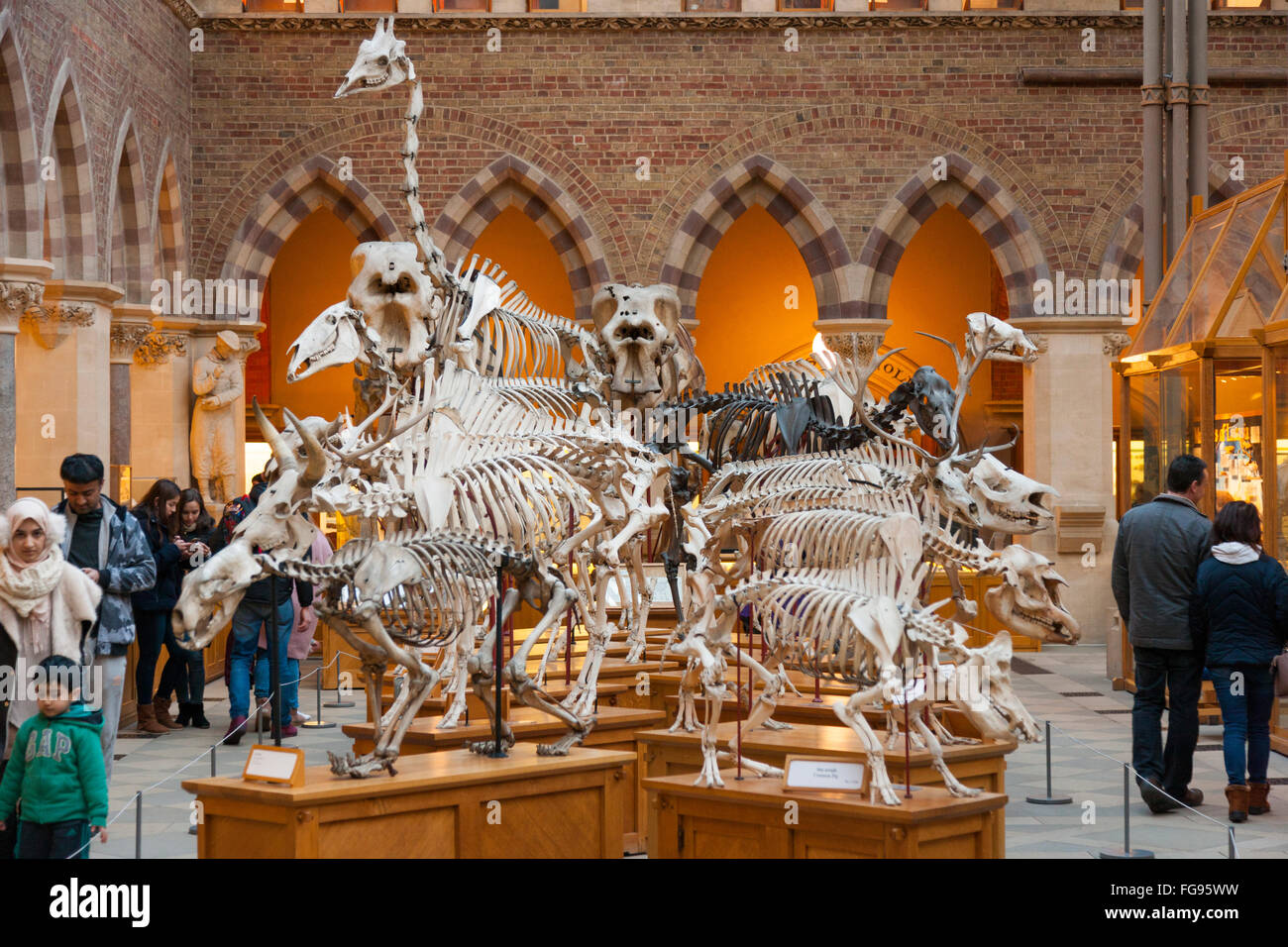 Skeleton / display of mixed skeletons in the main gallery of The Oxford ...