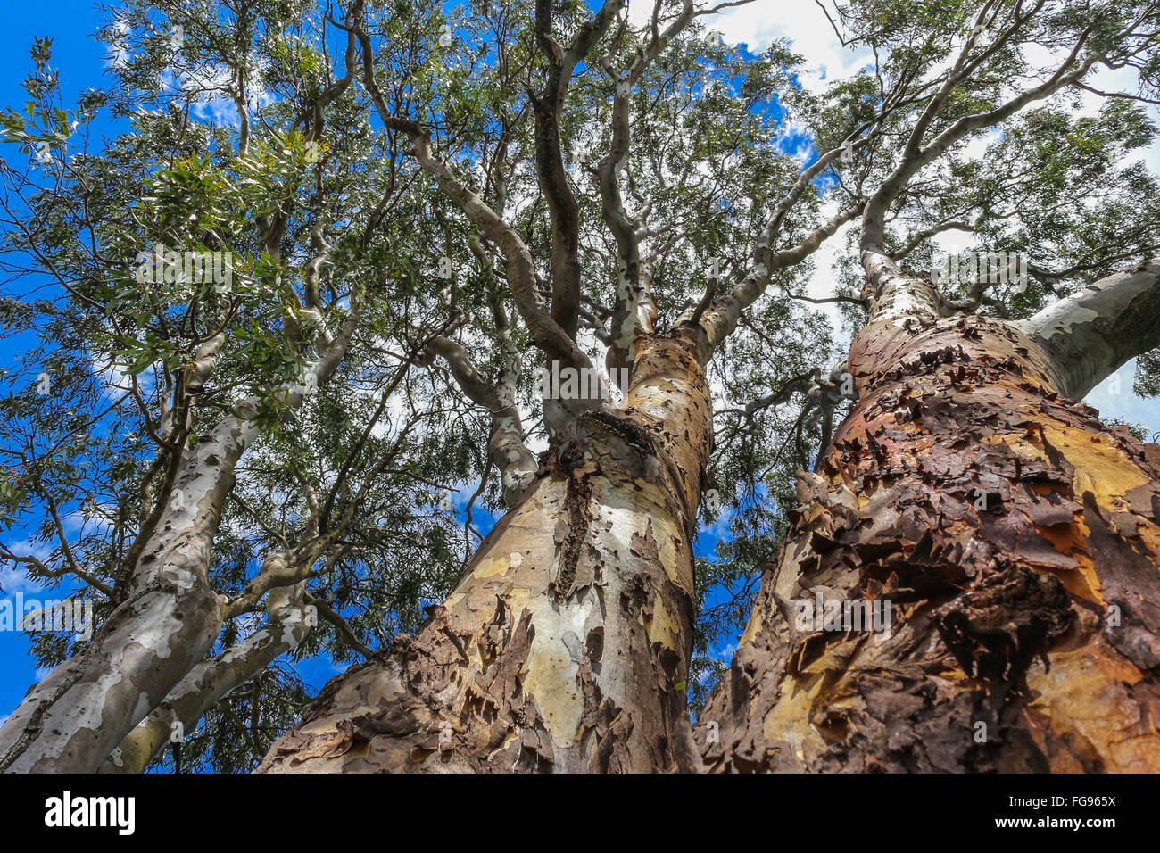 tree tall trees Stock Photo - Alamy