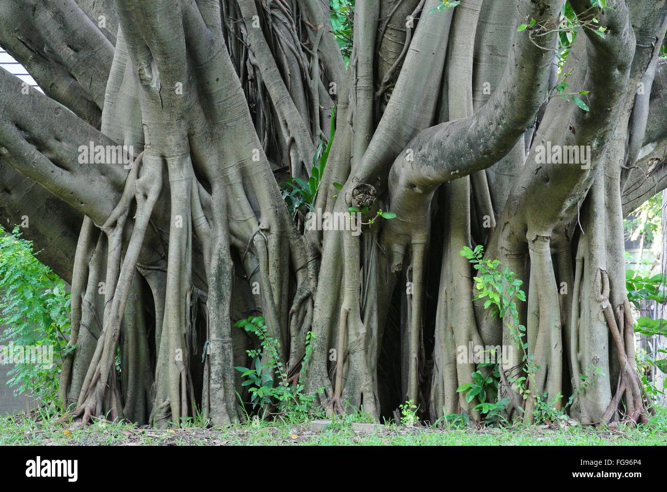 Huge Tree Trunk In Forest Stock Photo - Alamy