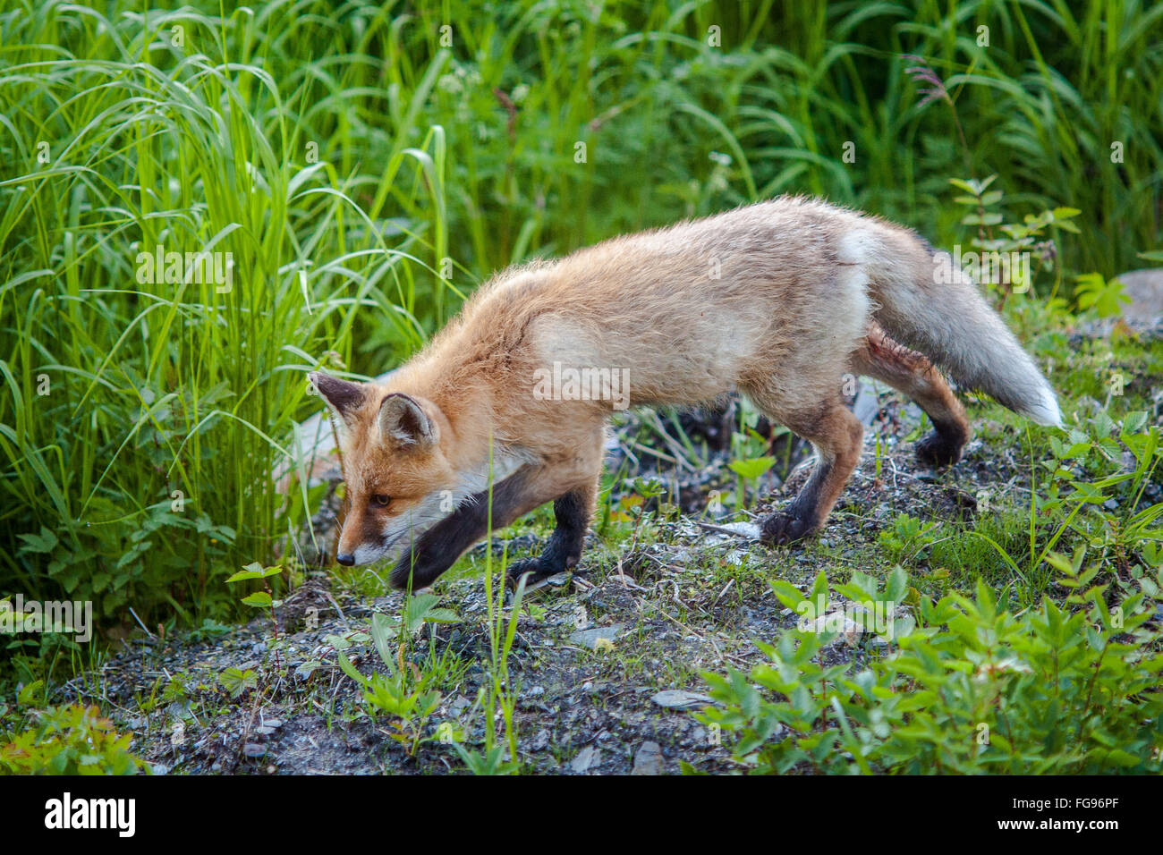 Fox side view animal hi-res stock photography and images - Alamy