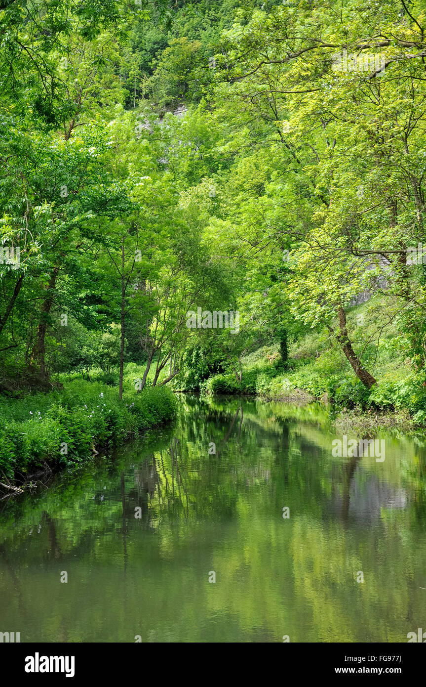 Early summer greenery beside the river Wye in Millers Dale, Derbyshire ...
