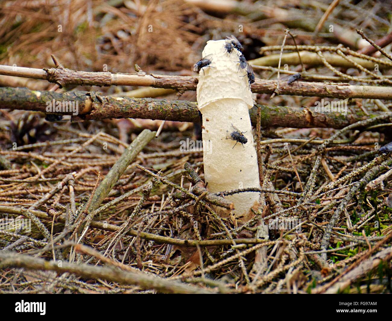 Flies on fungus hi-res stock photography and images - Alamy