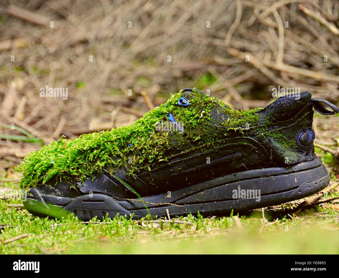 Close-Up Of Moss Covered Shoe On Field Stock Photo - Alamy