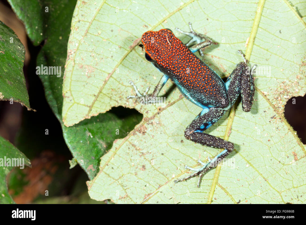 Ruby Poison Frog (Ameerega parvula) in rainforest in Pastaza Province ...