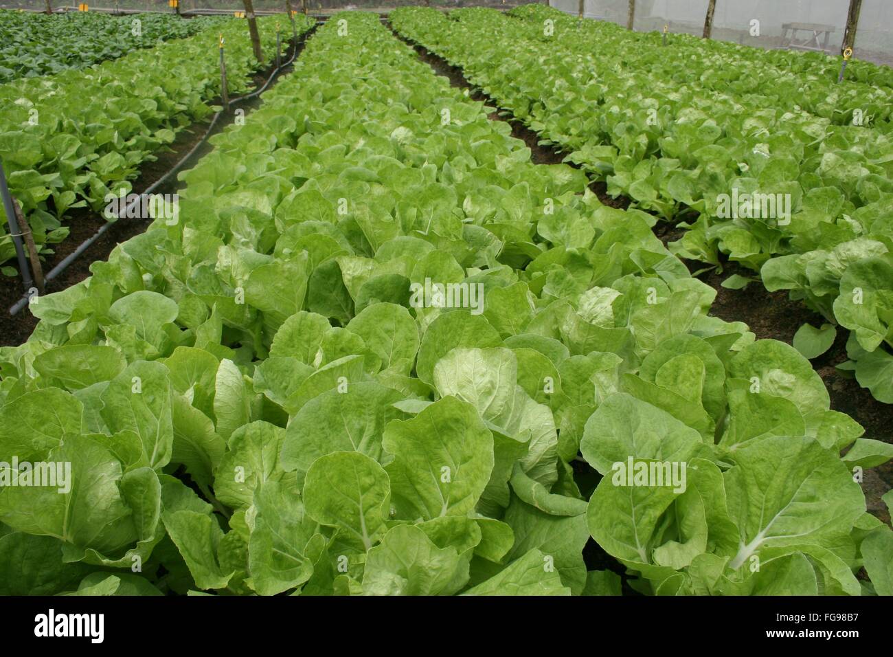 Vegetable field hi-res stock photography and images - Alamy