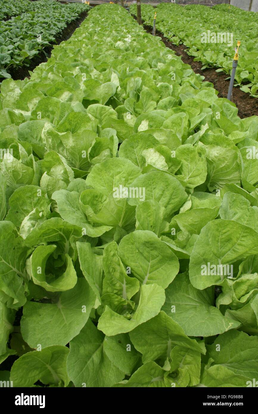 Vegetable field hi-res stock photography and images - Alamy