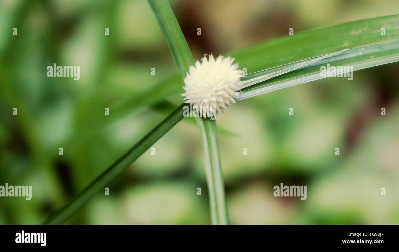 Kyllinga hi-res stock photography and images - Alamy