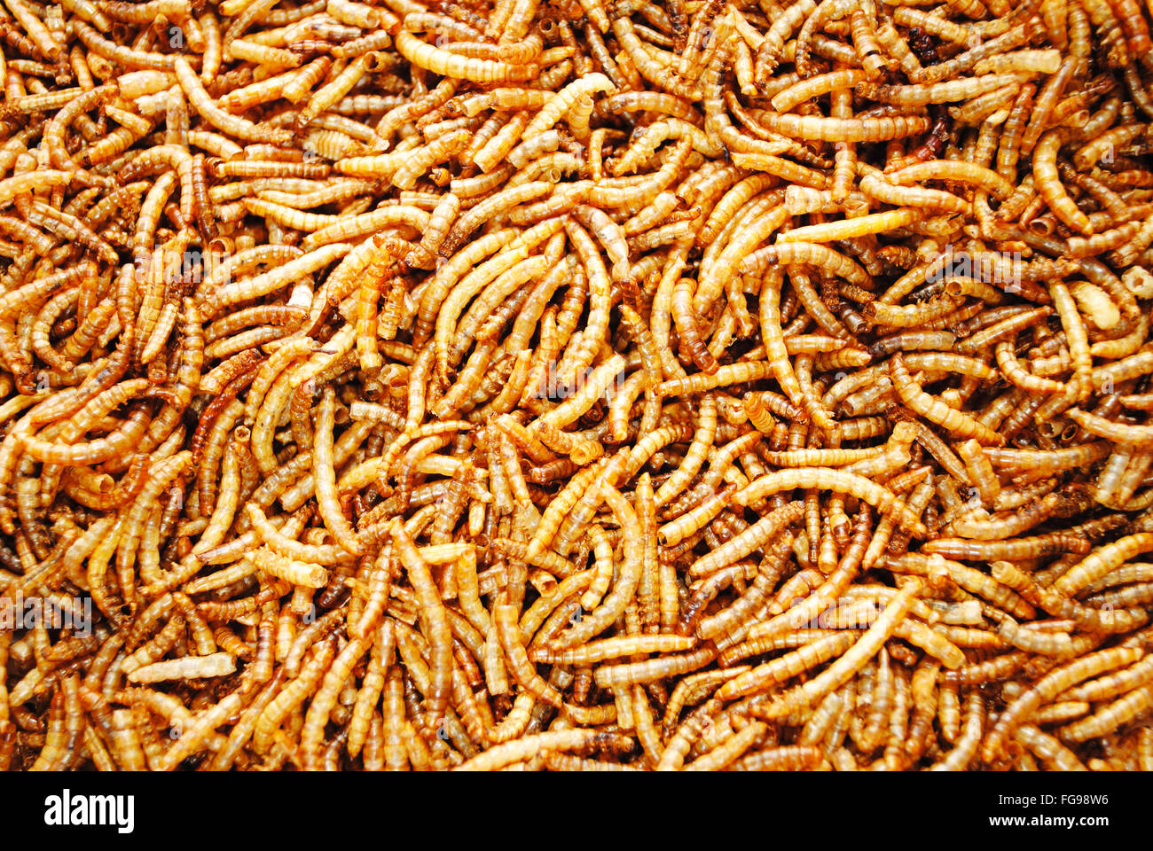 A Background of Dried Meal Worms Stock Photo - Alamy