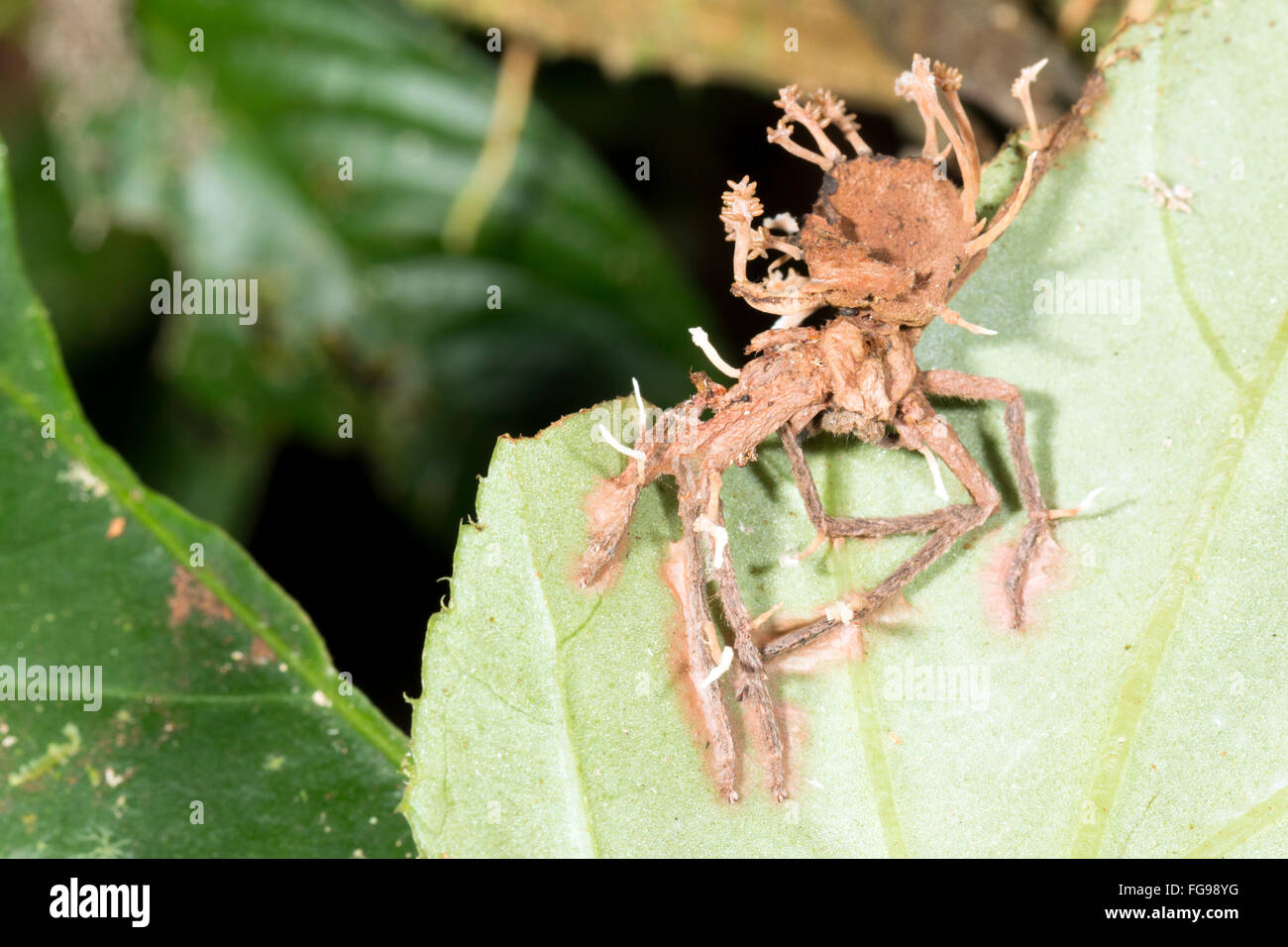 Fruiting bodies of a Cordyceps fungus growing out of an infested spider ...