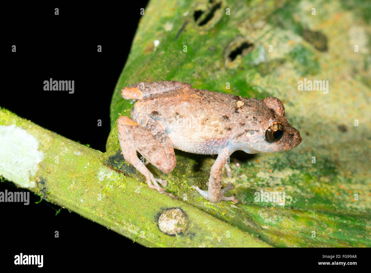 Orange-groined rain frog (Pristimantis croceoinguinis) in the ...