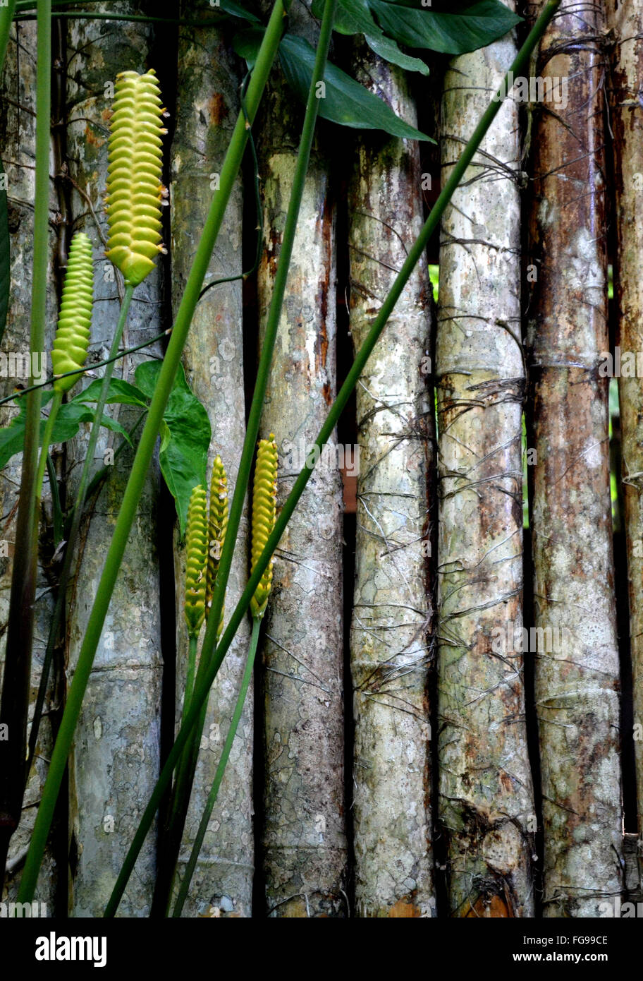 Close-Up Of Bamboo Structure Stock Photo - Alamy