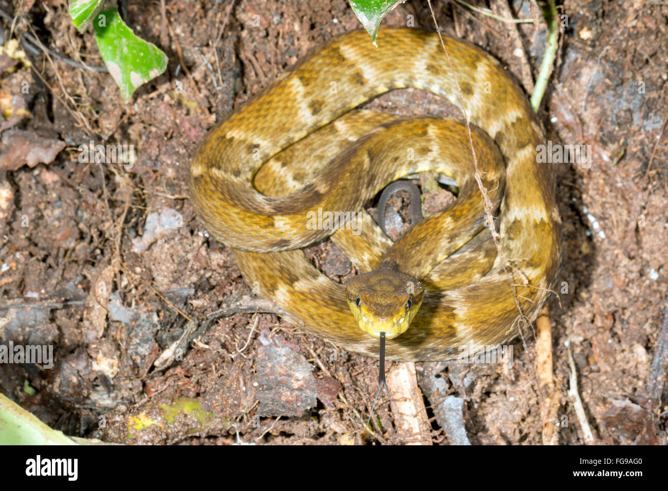 Fer de Lance (Bothrops atrox) a venomous viper coiled on the rainforest ...