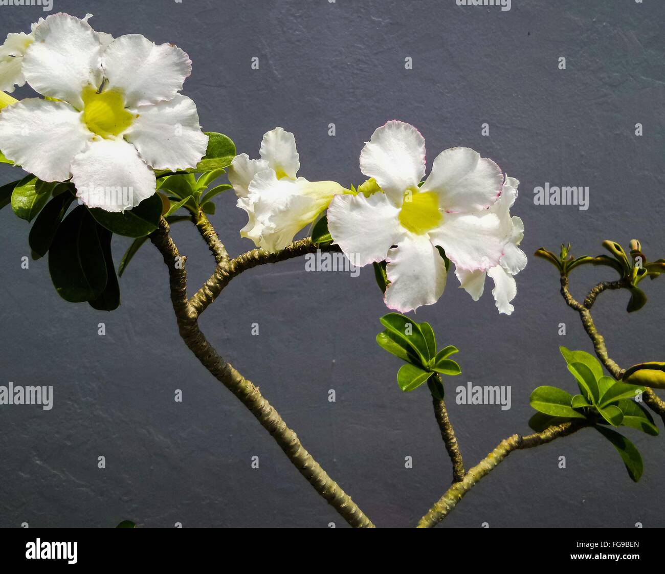White Oleander Blooming Against Wall Stock Photo - Alamy