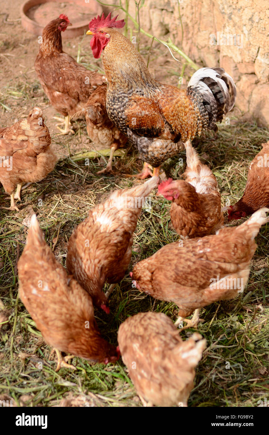 Organic chicken farm Stock Photo - Alamy
