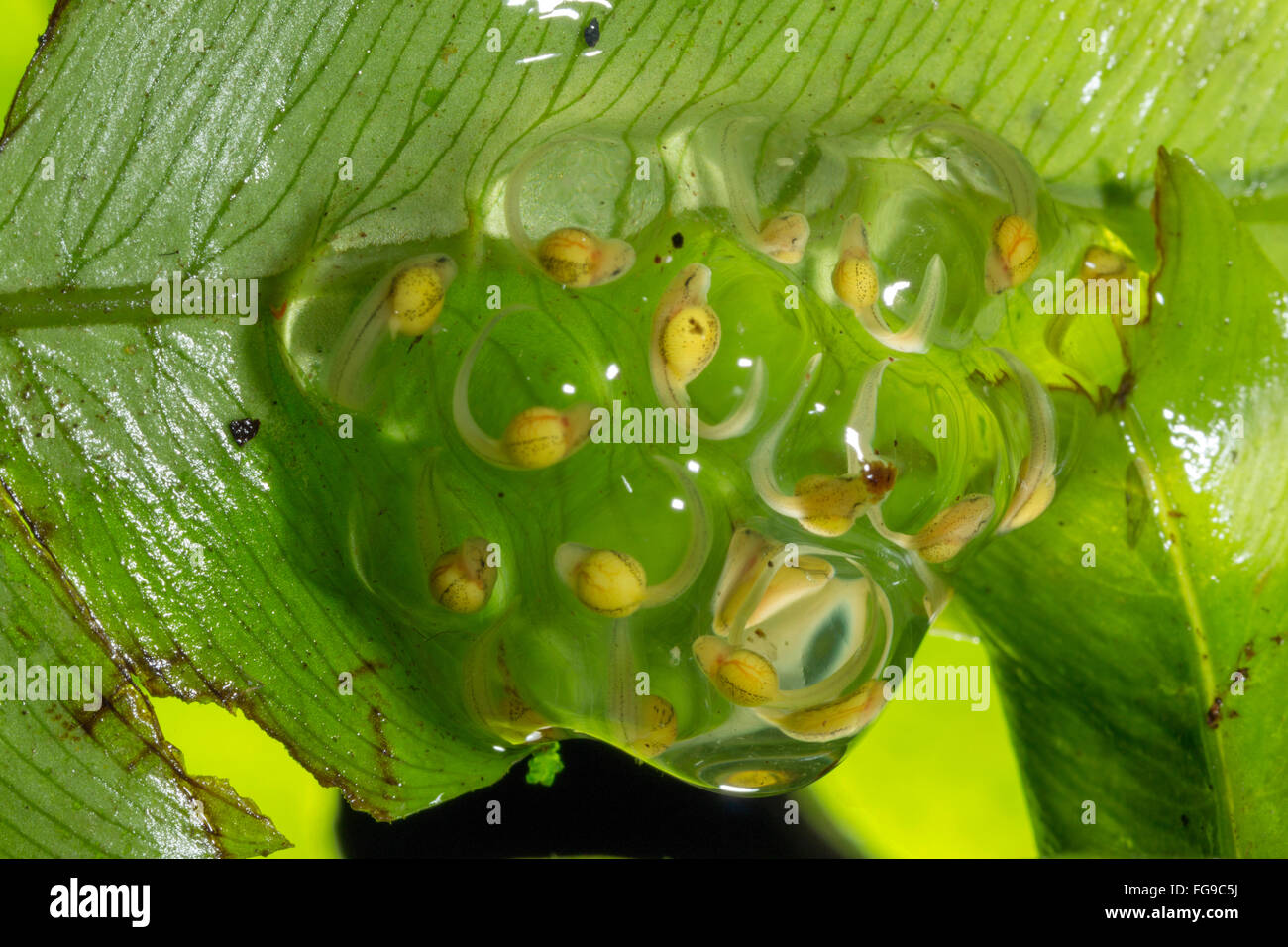 Frog egg development hi-res stock photography and images - Alamy