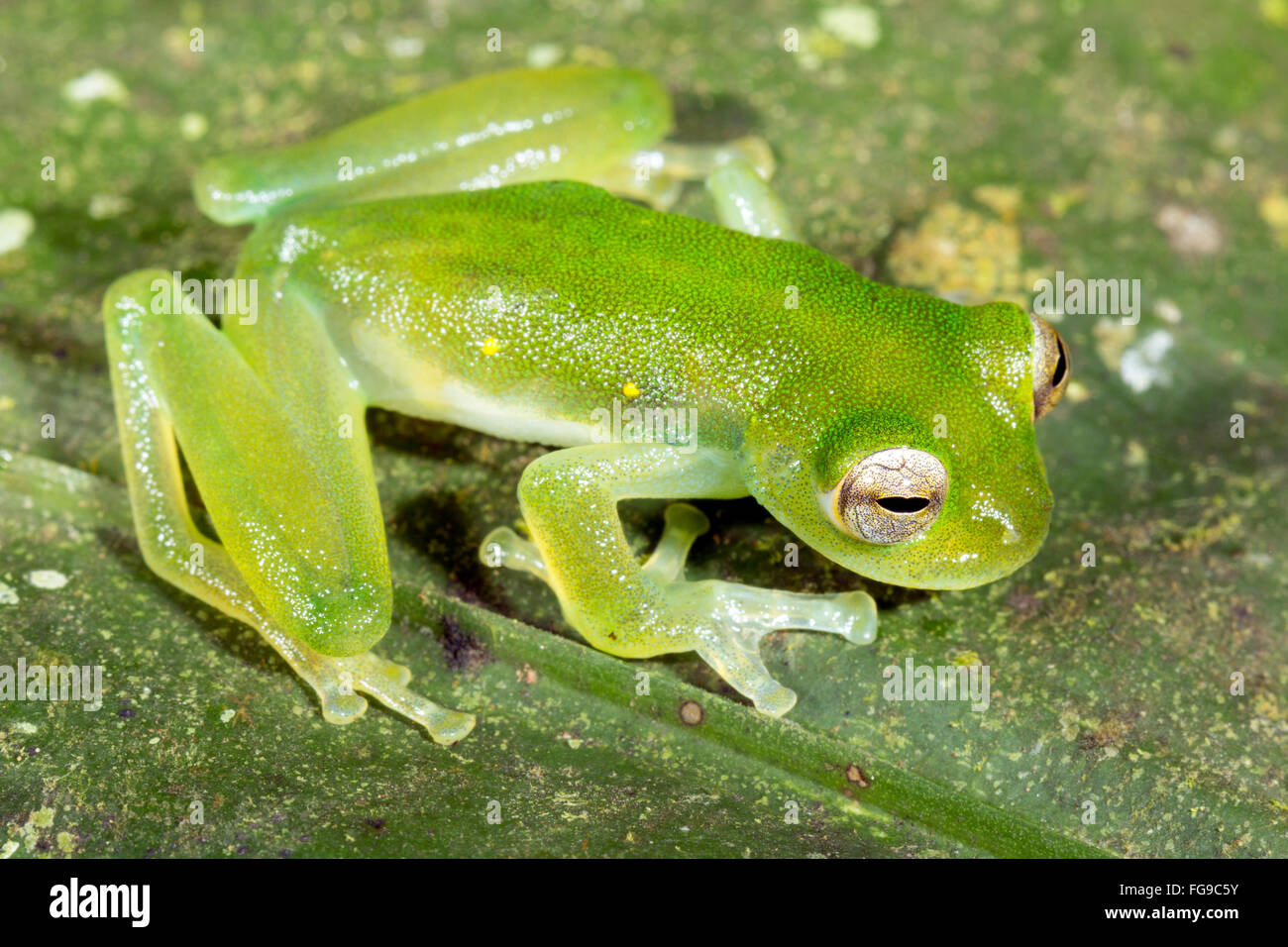 Santa Cecilia Cochran Frog (Teratohyla midas) on a green leaf in ...