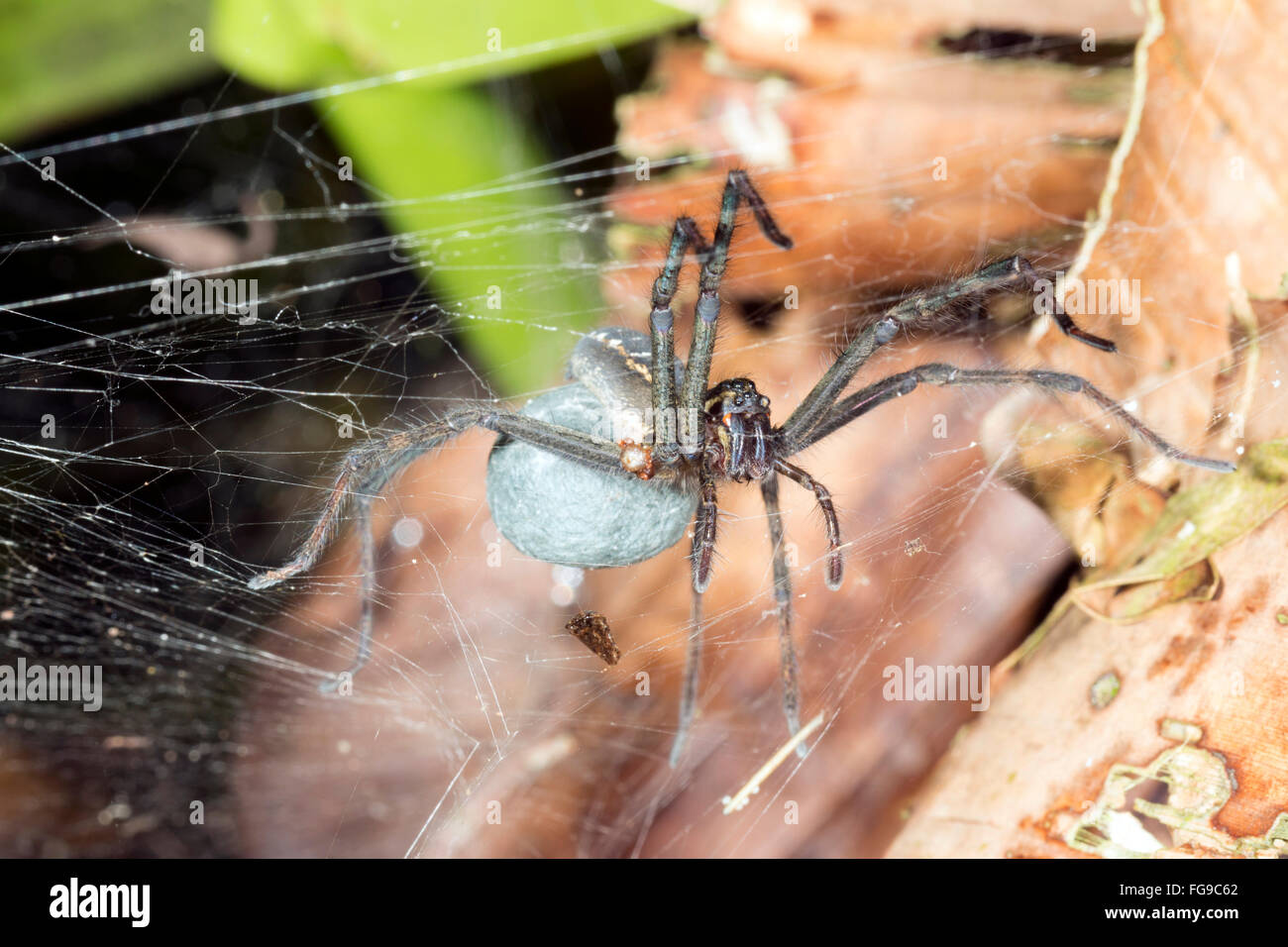 Spider carrying an egg sac. In the rainforest understory, Pastaza ...