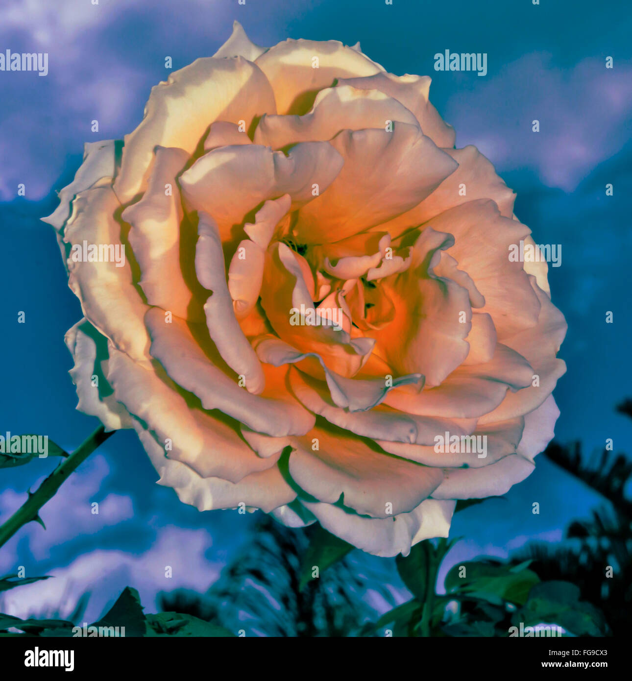 Just joey rose Stock Photo - Alamy