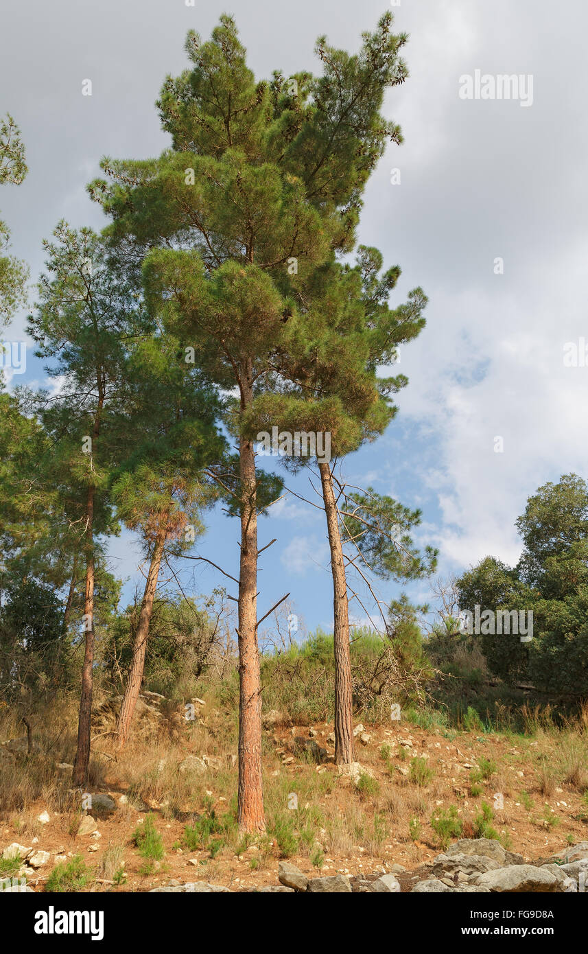 High green pine tree blue hi-res stock photography and images - Alamy