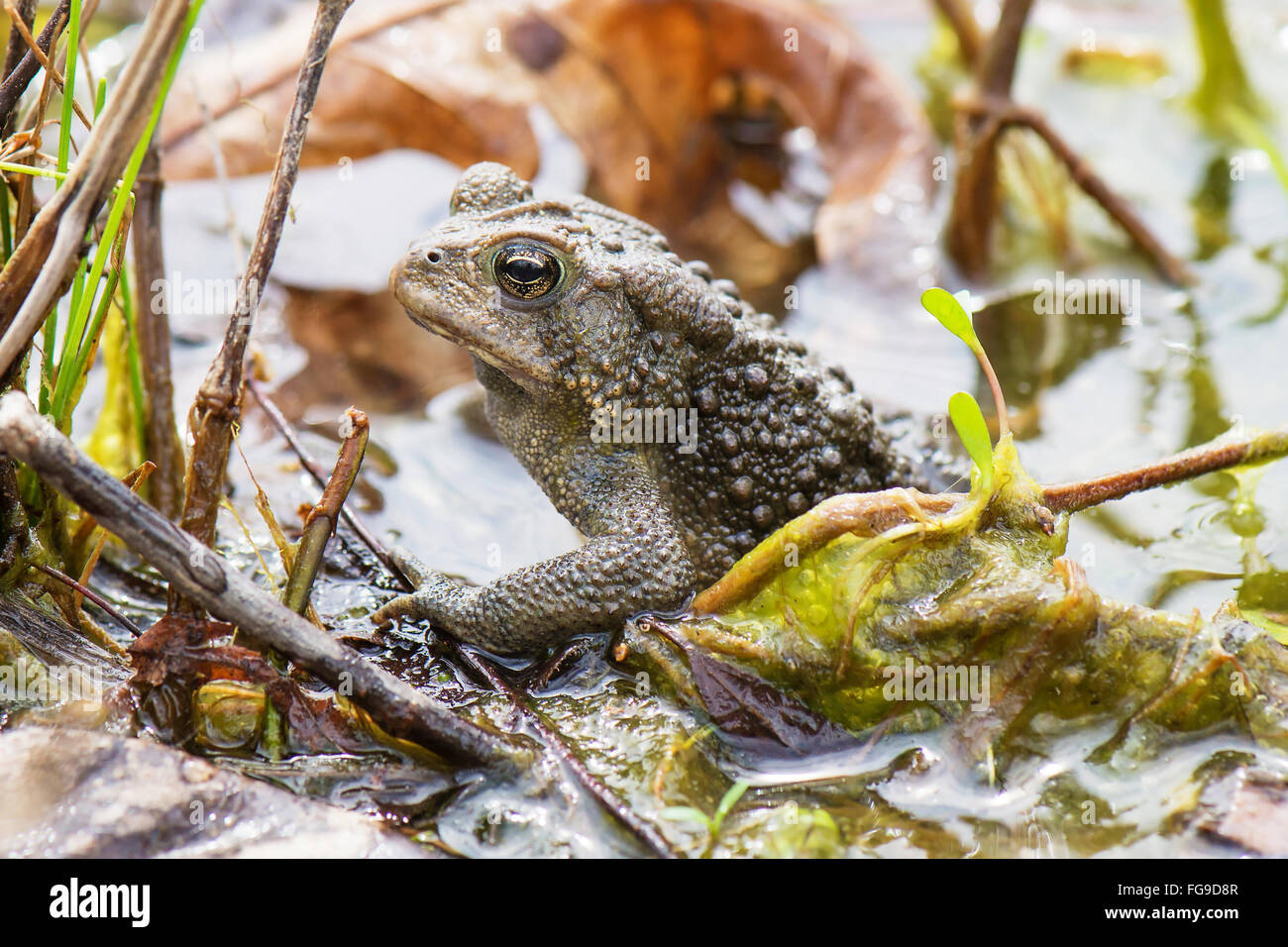 Side view of toad hi-res stock photography and images - Alamy