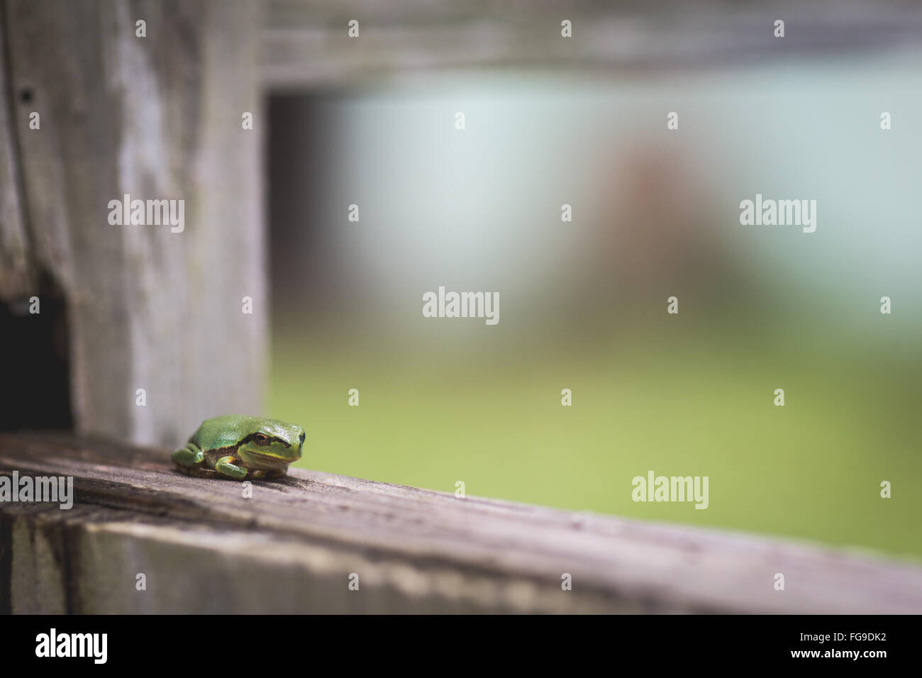 Frog on fence hi-res stock photography and images - Alamy