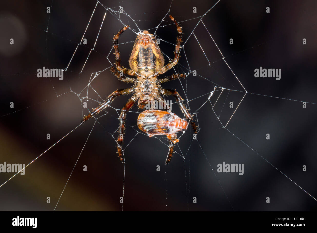 Amazonian orb-web spider eating beetle at night, in the rainforest in ...