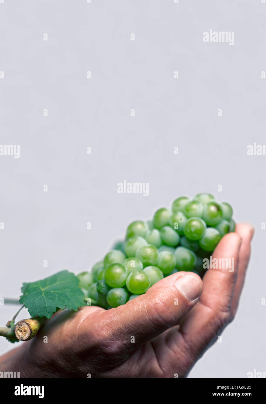 Vertical front view of a hard working hand holding up a fresh white ...