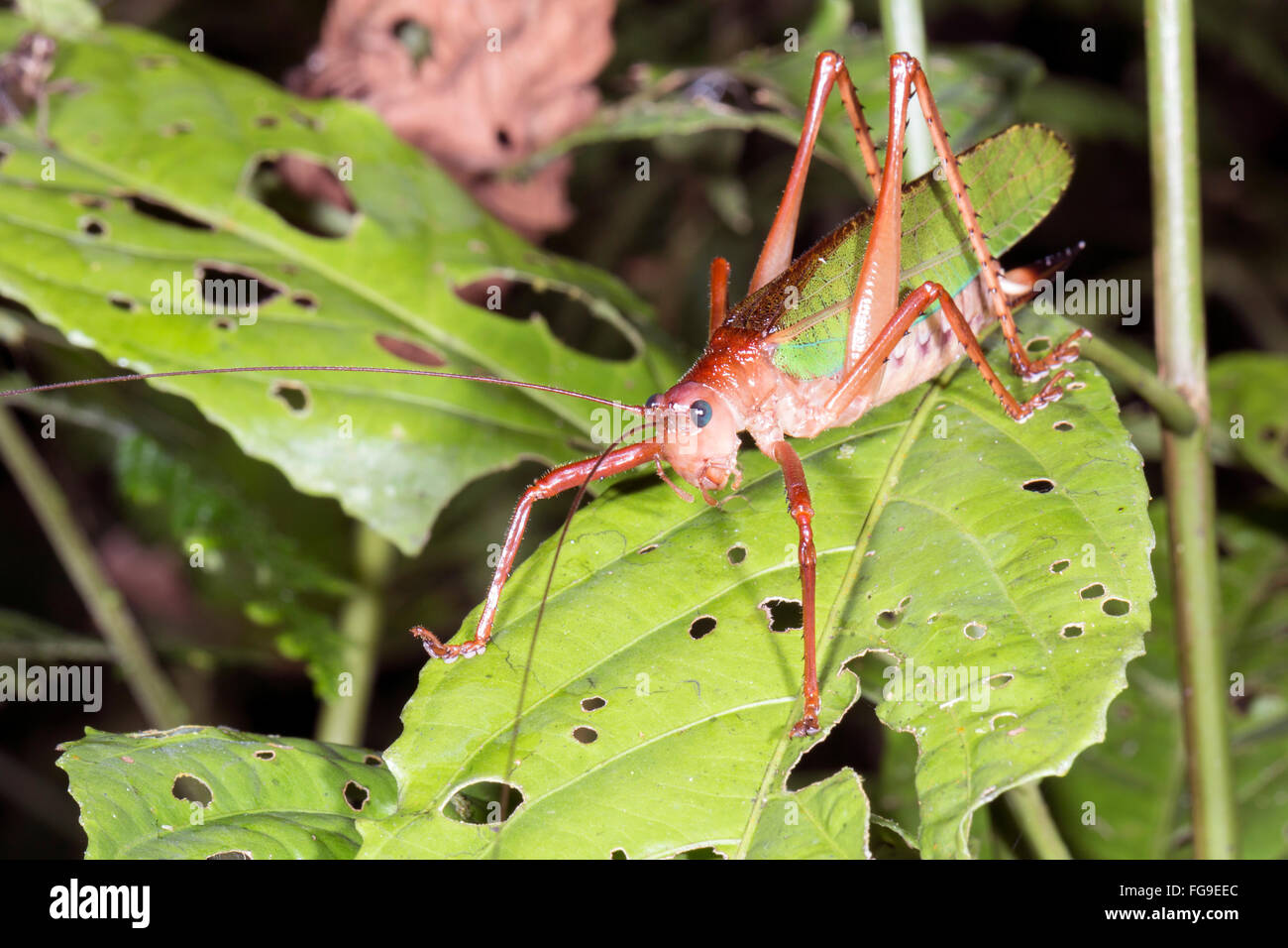 Green bush cricket in a rainforest shrub, Pastaza province in the ...