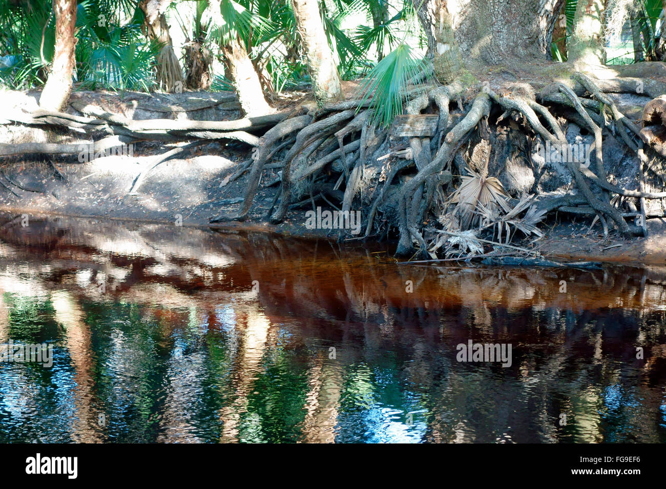 river bank erosion on a stream in florida, usa Stock Photo - Alamy