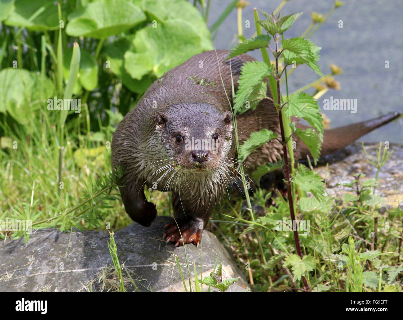 Otters on land hi-res stock photography and images - Alamy