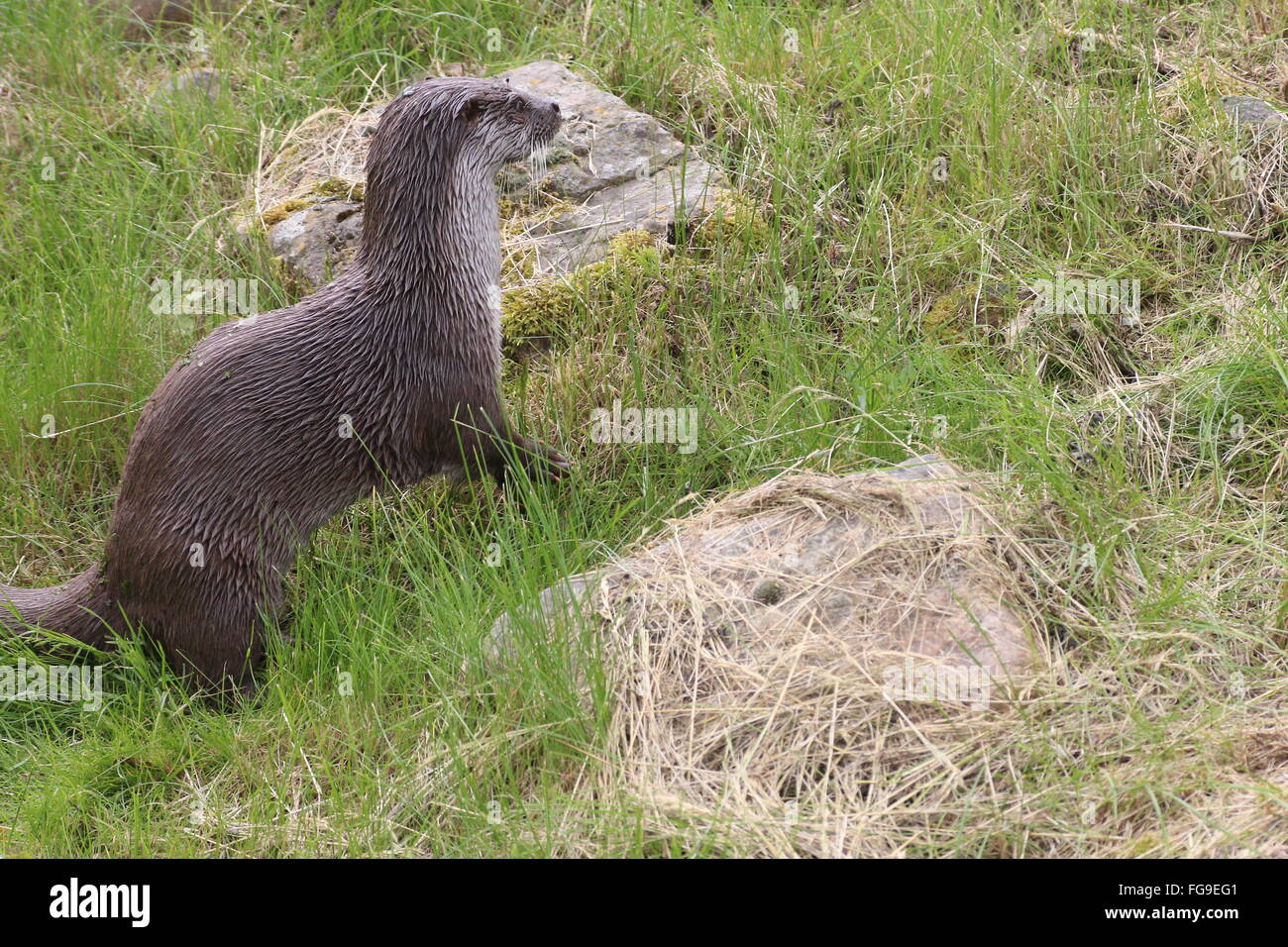 European river otter (Lutra lutra Stock Photo - Alamy