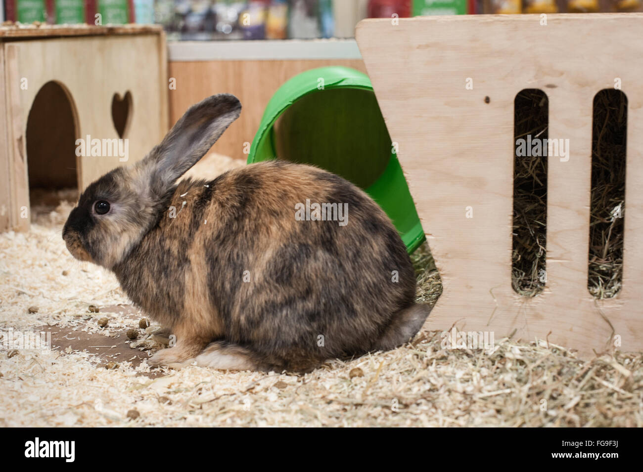 Healthy Rabbits living in a good environment Stock Photo - Alamy