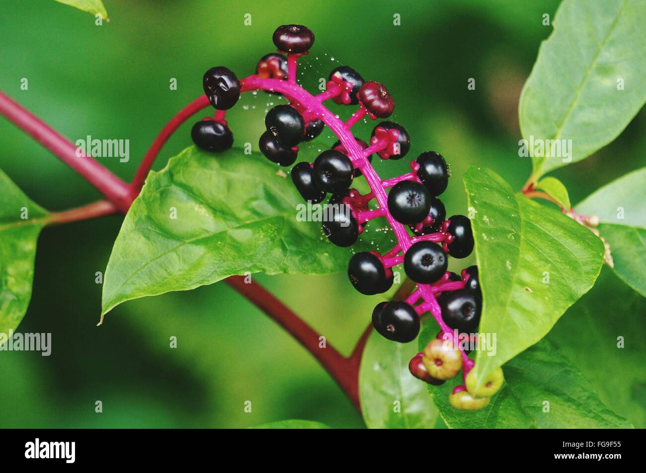 Wild pink berries hi-res stock photography and images - Alamy