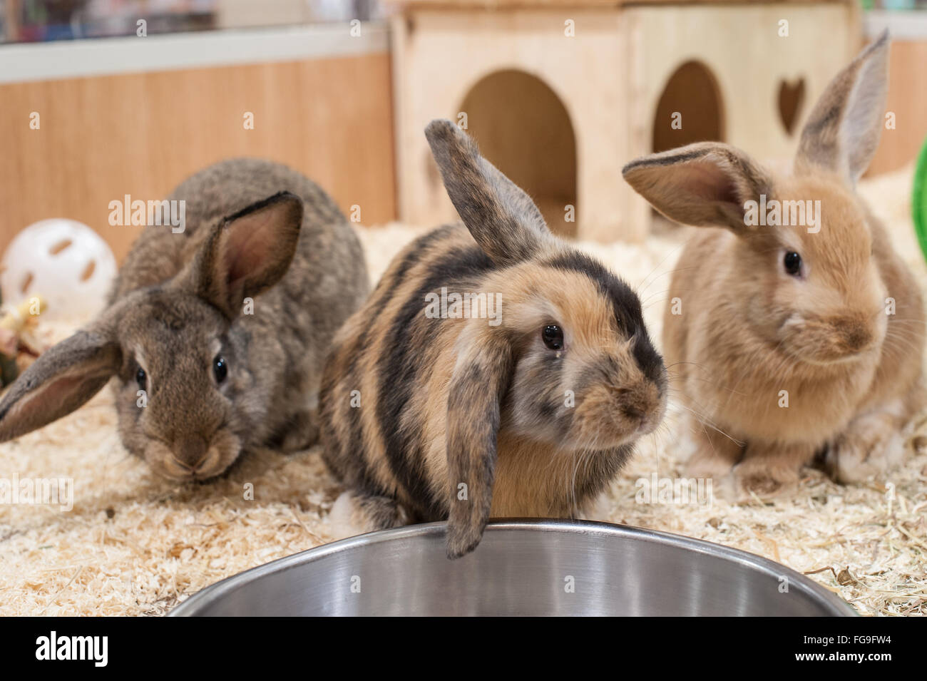 Healthy Rabbits living in a good environment Stock Photo - Alamy