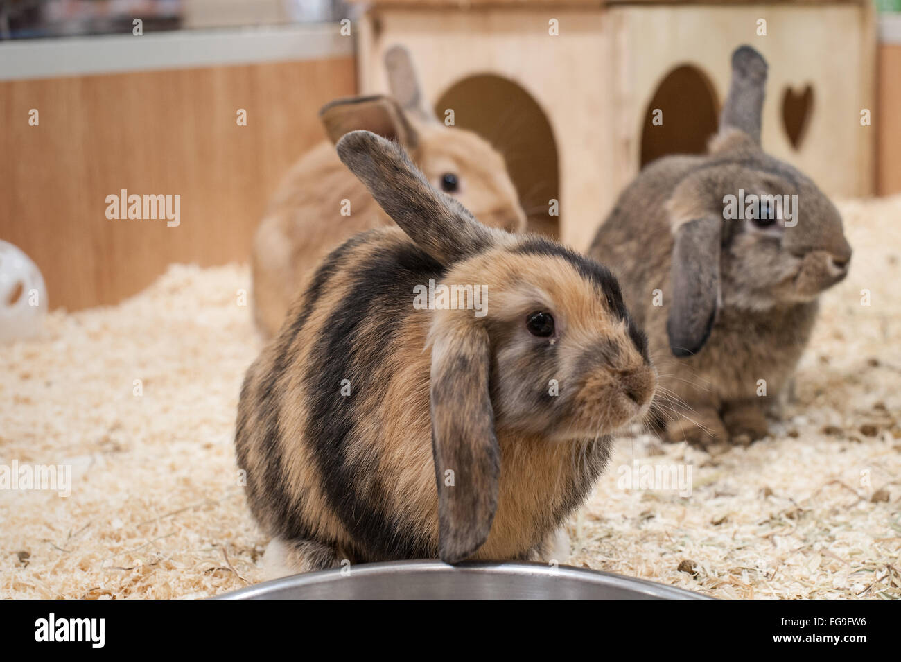 Healthy Rabbits living in a good environment Stock Photo - Alamy