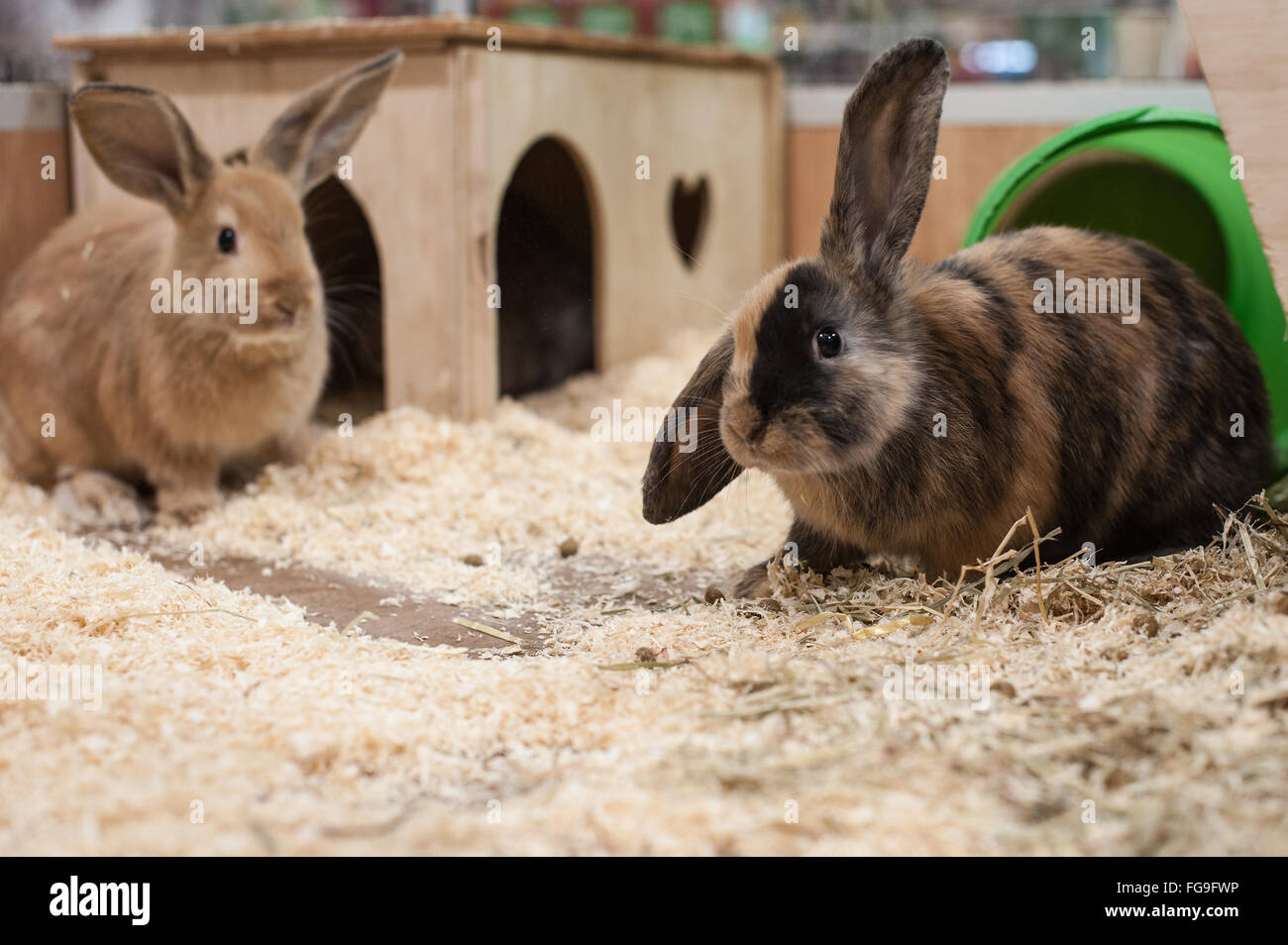 Healthy Rabbits living in a good environment Stock Photo - Alamy