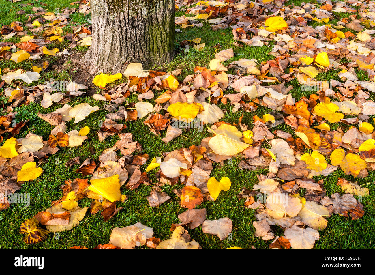Fallen Autumn Tilleul / Lime tree leaves - France Stock Photo - Alamy