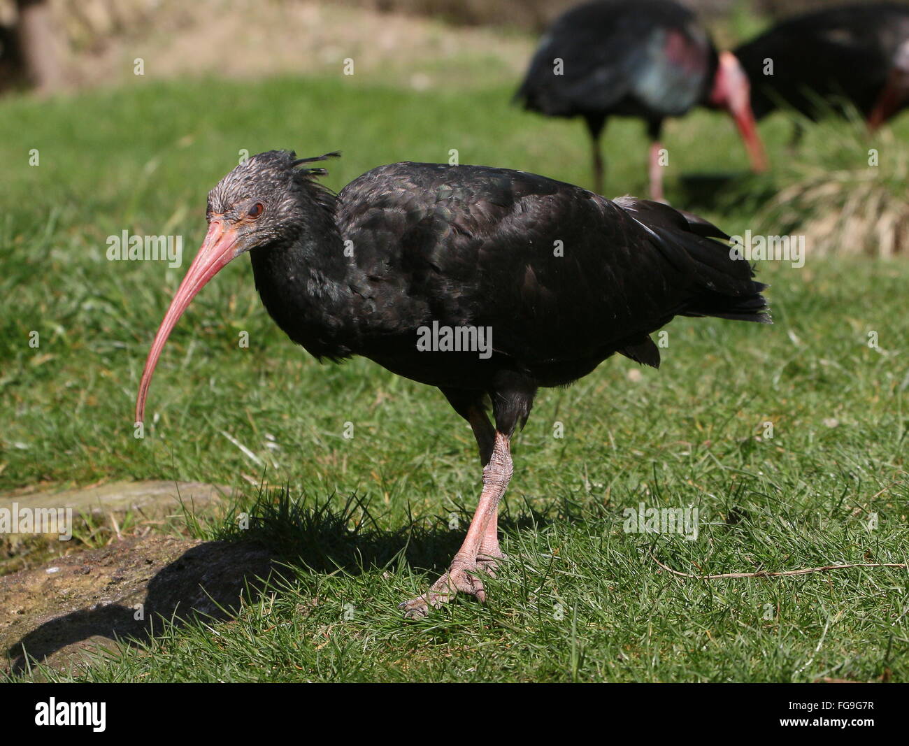 North African Northern bald Ibis or hermit ibis (Geronticus eremita ...