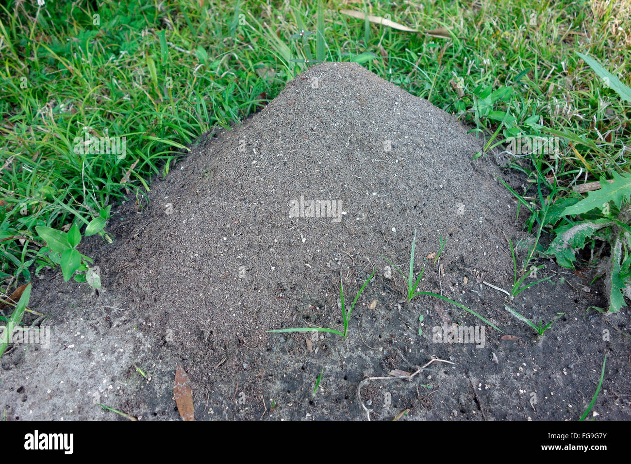 Ants sand hi-res stock photography and images - Alamy