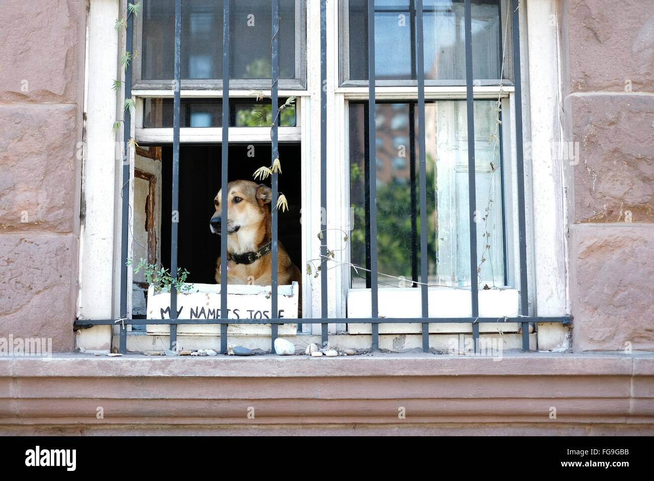 Dog In House Seen Through Window Stock Photo - Alamy